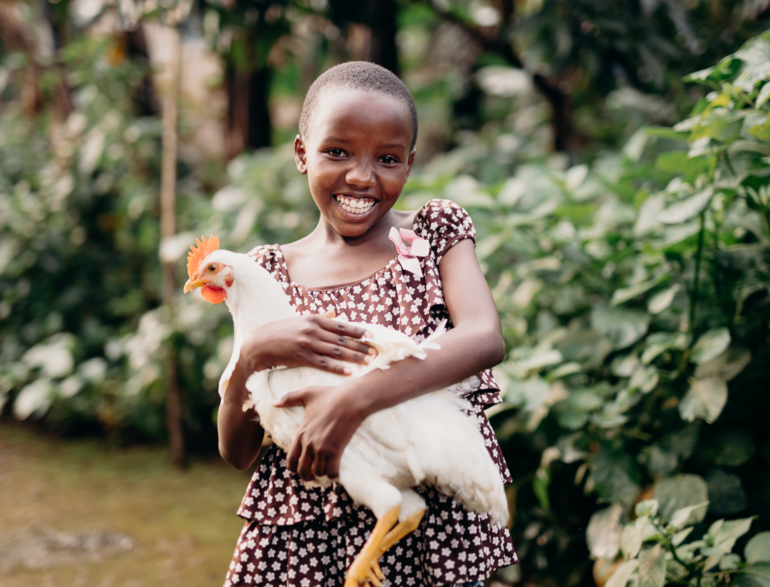 Four chickens for a home farm | Charity gifts | Gifts of Compassion ...